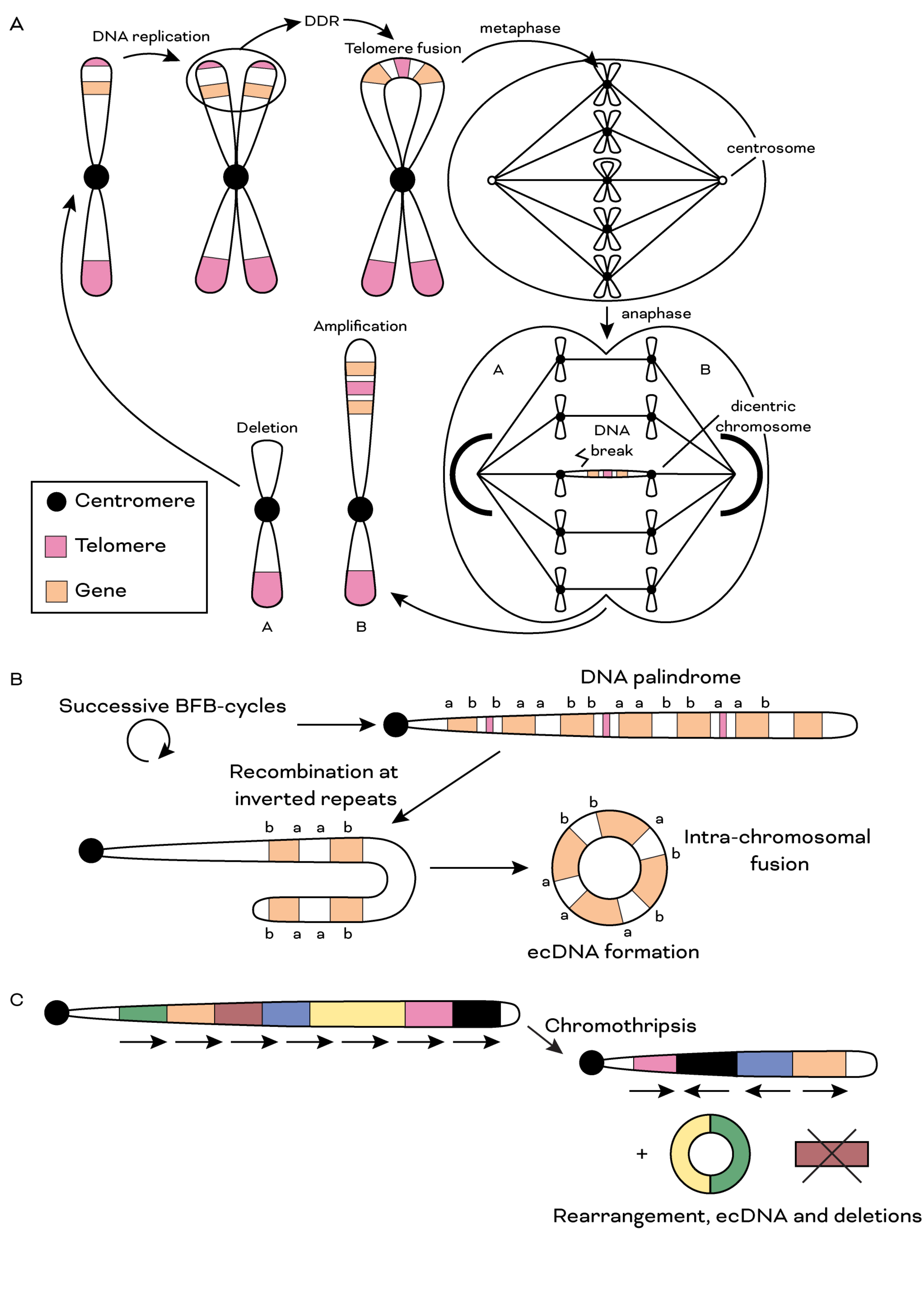 Postdoctoral Fellow (Telomere dysfunction) - the barthel laboratory